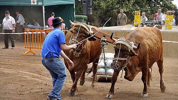 Concurso de Arrastre de Ganado | Canarias7