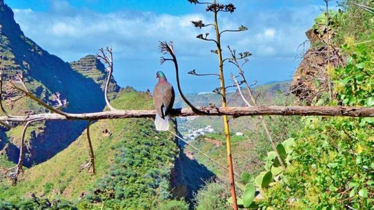 Palomas rabiche, ahora con ‘GPS’ | Canarias7