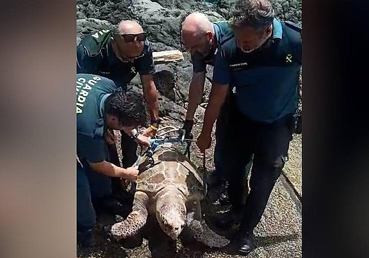 Hallan el cadáver de una tortuga boba con anzuelos clavados en la boca ...
