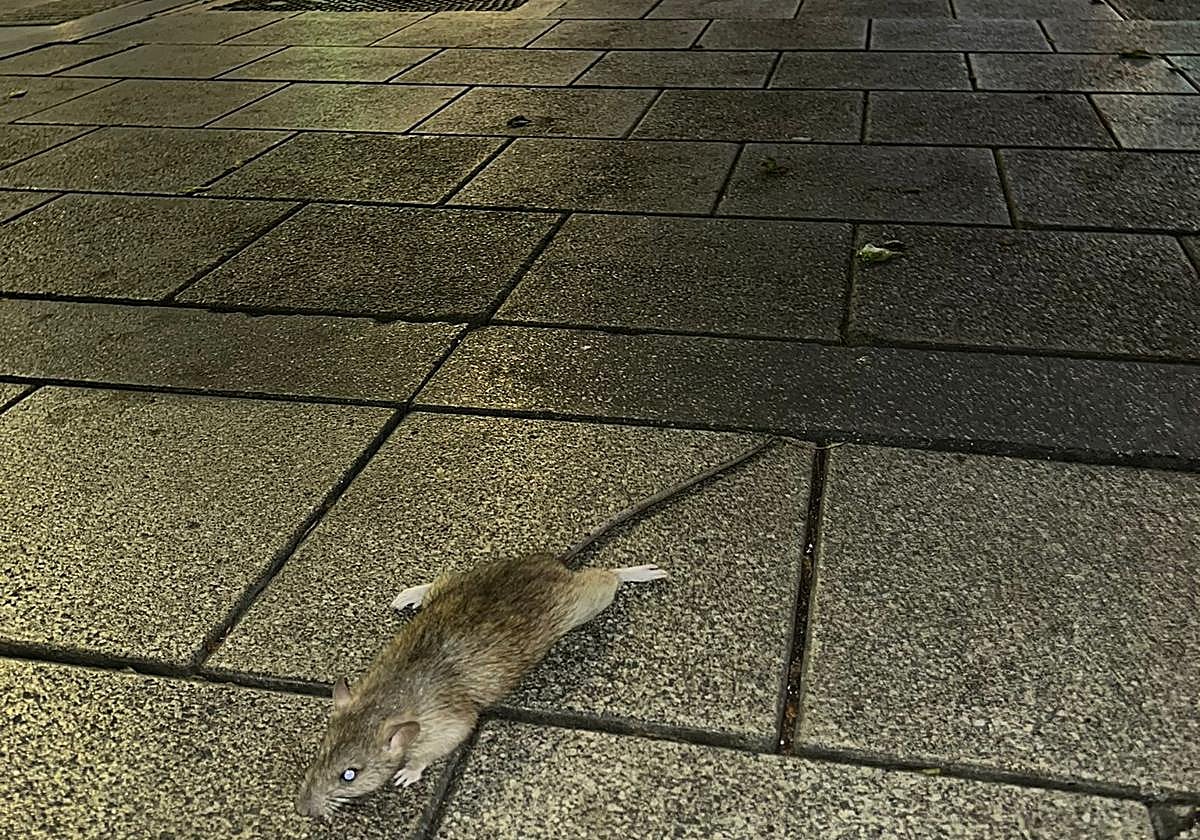 «Se nos van a meter las ratas en casa: ya caminan por los cables de ...