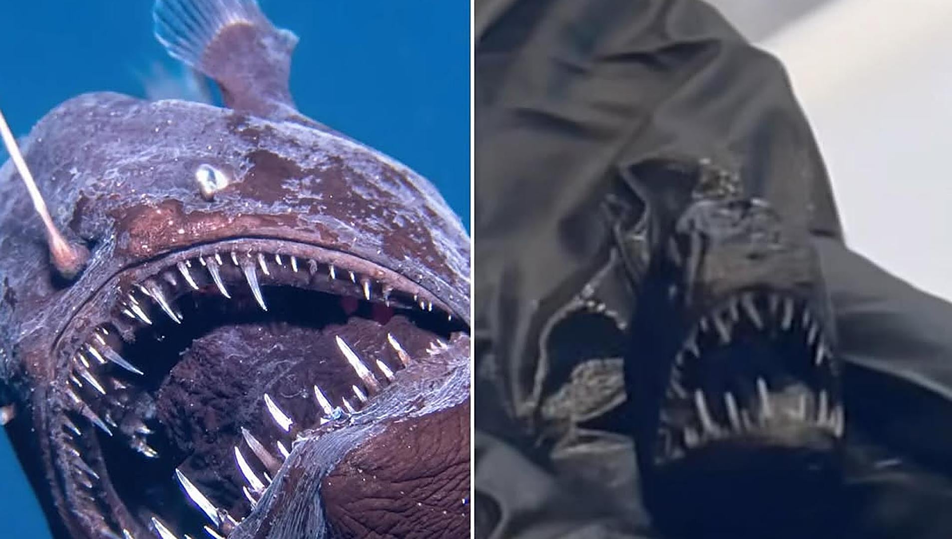 El MUNA estudiará el avistamiento del 'diablo negro' en aguas de ...