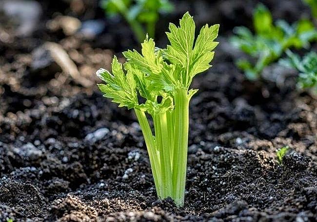 El apio, tu nuevo aliado verde | Canarias7