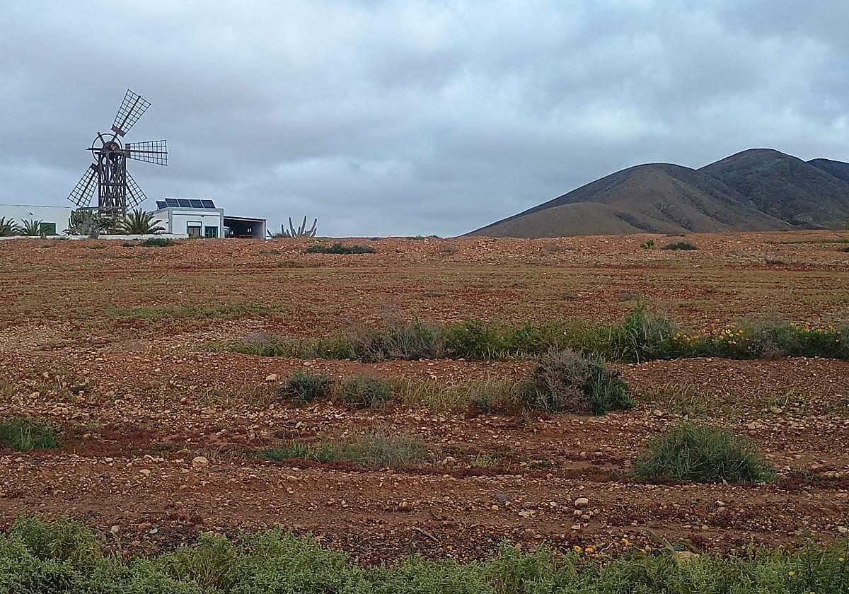 Huérfana de aspa en Almácigo | Canarias7