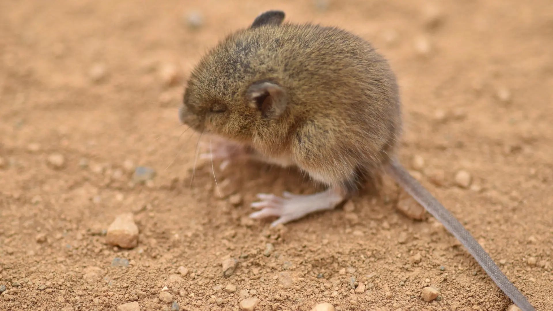 Colilargo, el ratón silvestre que transmite la cepa andina del ...