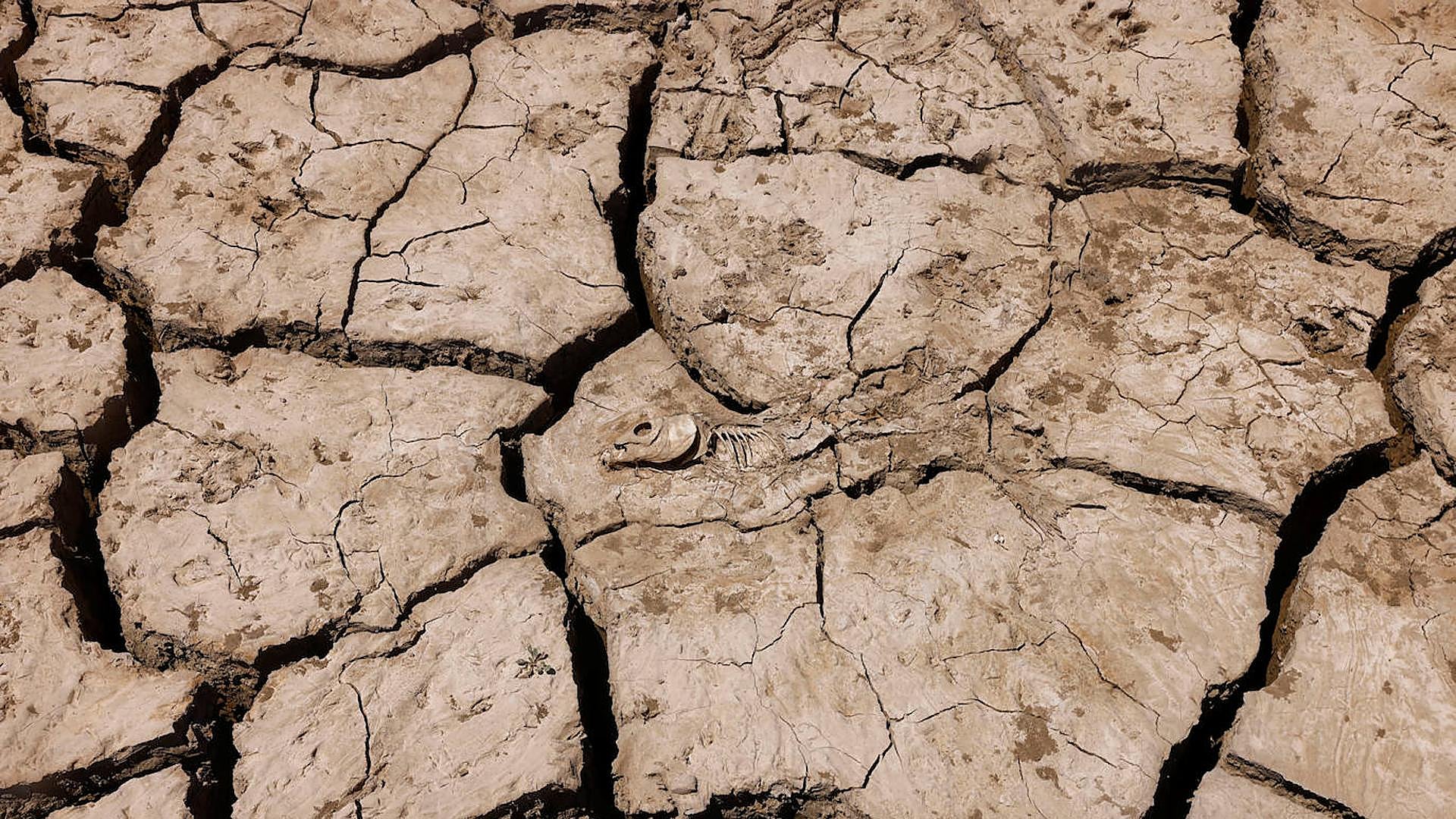 Tres claves imprescindibles de la sequía en Andalucía | Diario Sur