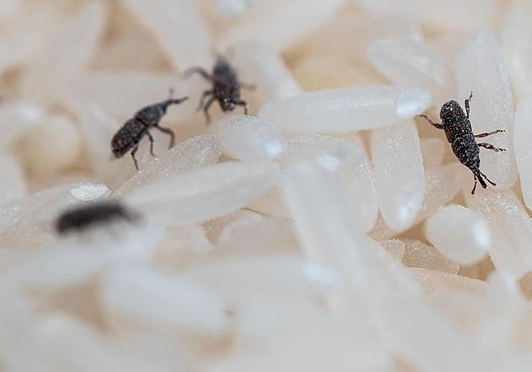 Los gorgojos de la despensa a los que le gusta el arroz: qué son y cómo ...