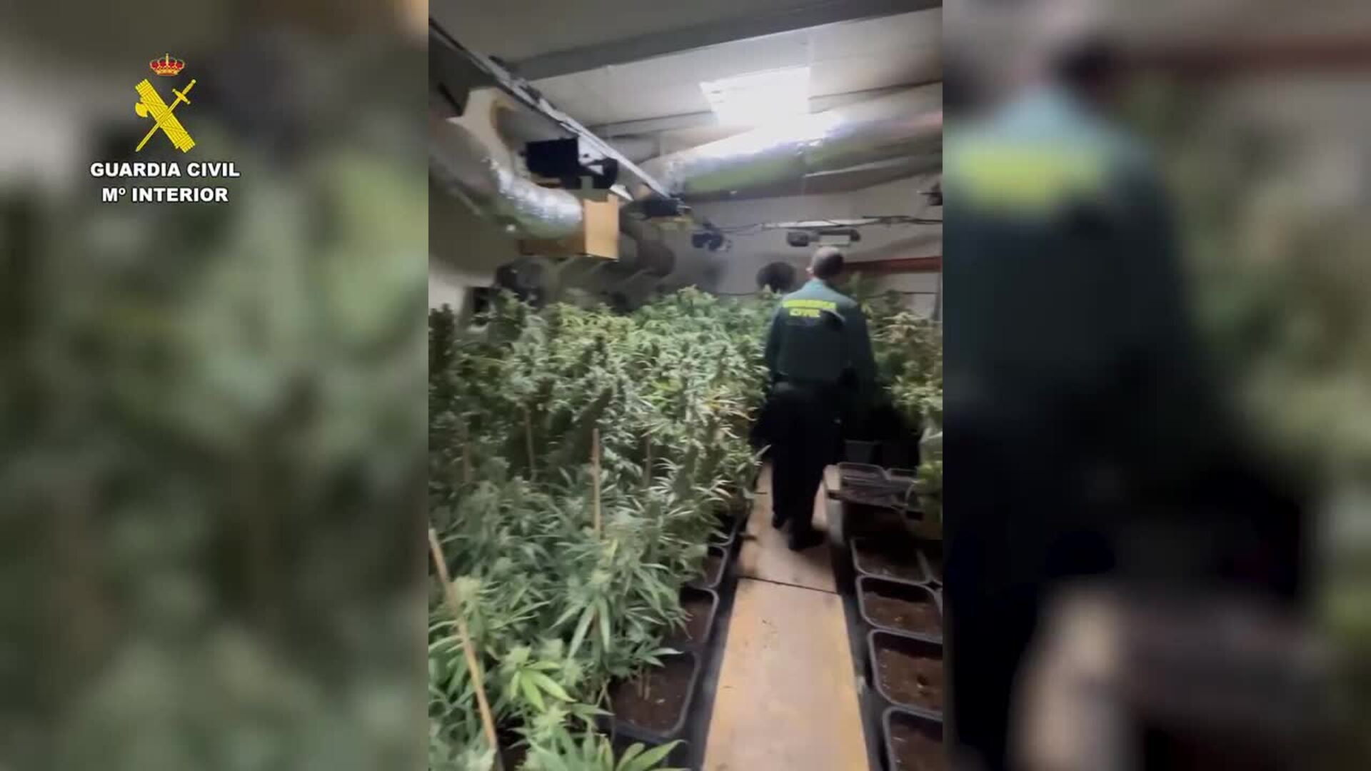 Desmantelan una plantación de marihuana en una nave en Villamartín (Cádiz) | Diario Sur