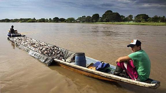 El peligroso contrabando de peces coporo | Diario Sur