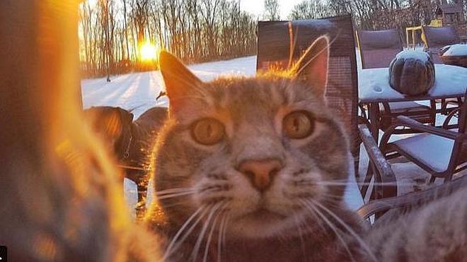 El gato que 'se hace' sus propios selfies y revoluciona Instagram ...