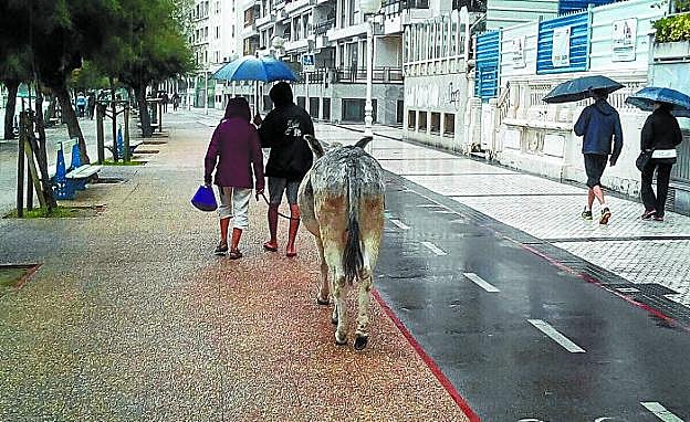 Un burro, de paseo por La Concha | El Diario Vasco