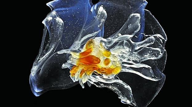 Azti Pasaia lidera una investigación mundial sobre el plancton marino ...