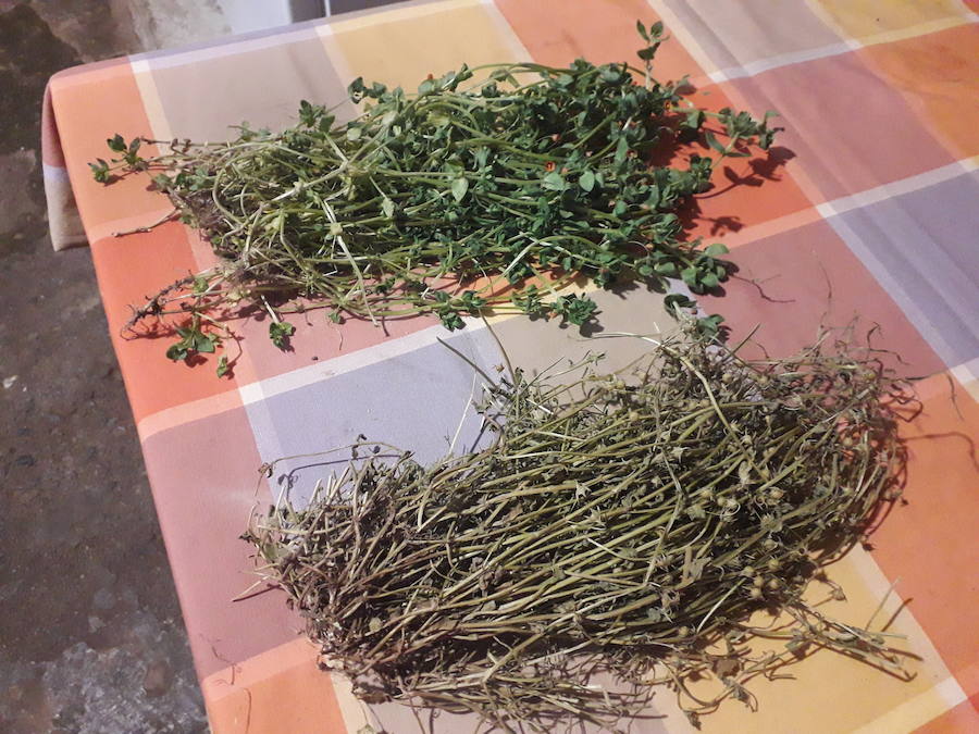 Fotos: Ocho hierbas naturales con propiedades medicinales | El Diario Vasco