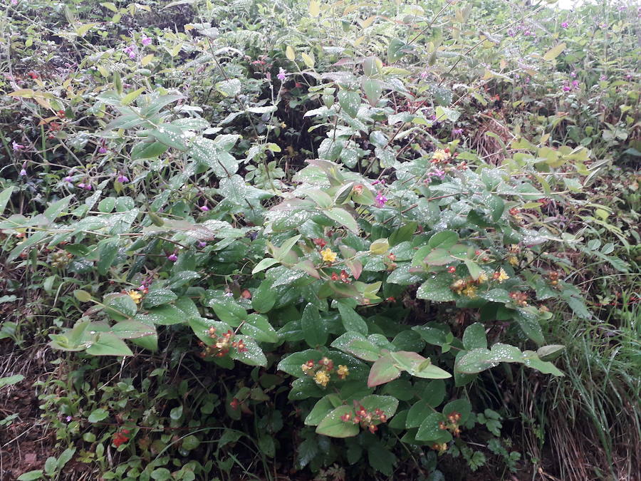 Fotos: Ocho hierbas naturales con propiedades medicinales | El Diario Vasco