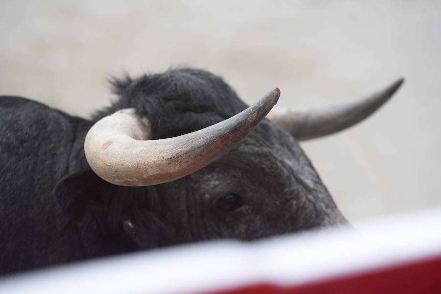 Fotos: Desencajonamiento de los toros en Azpeitia | El Diario Vasco