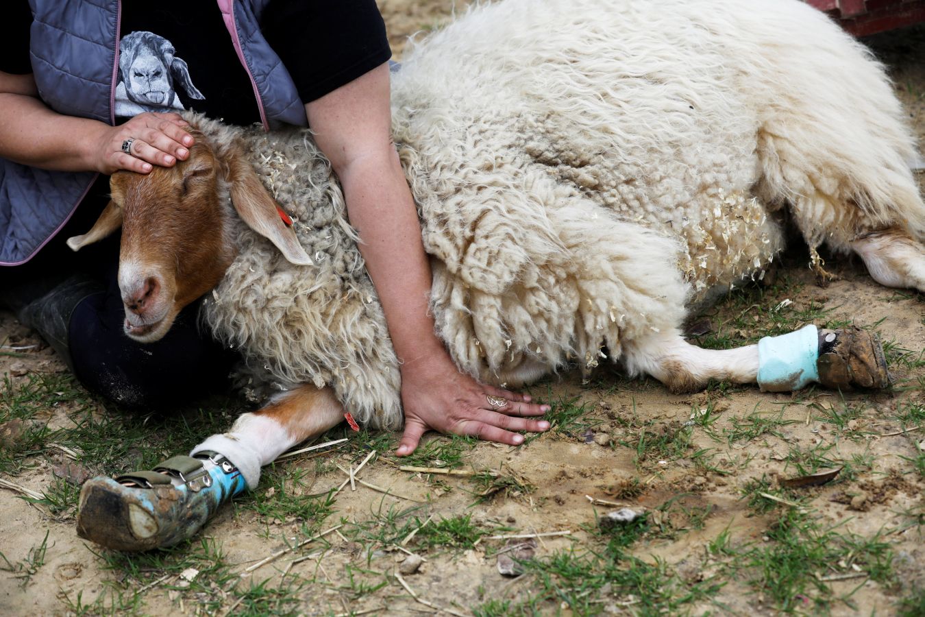 Fotos: Un refugio para animales discapacitados | El Diario Vasco
