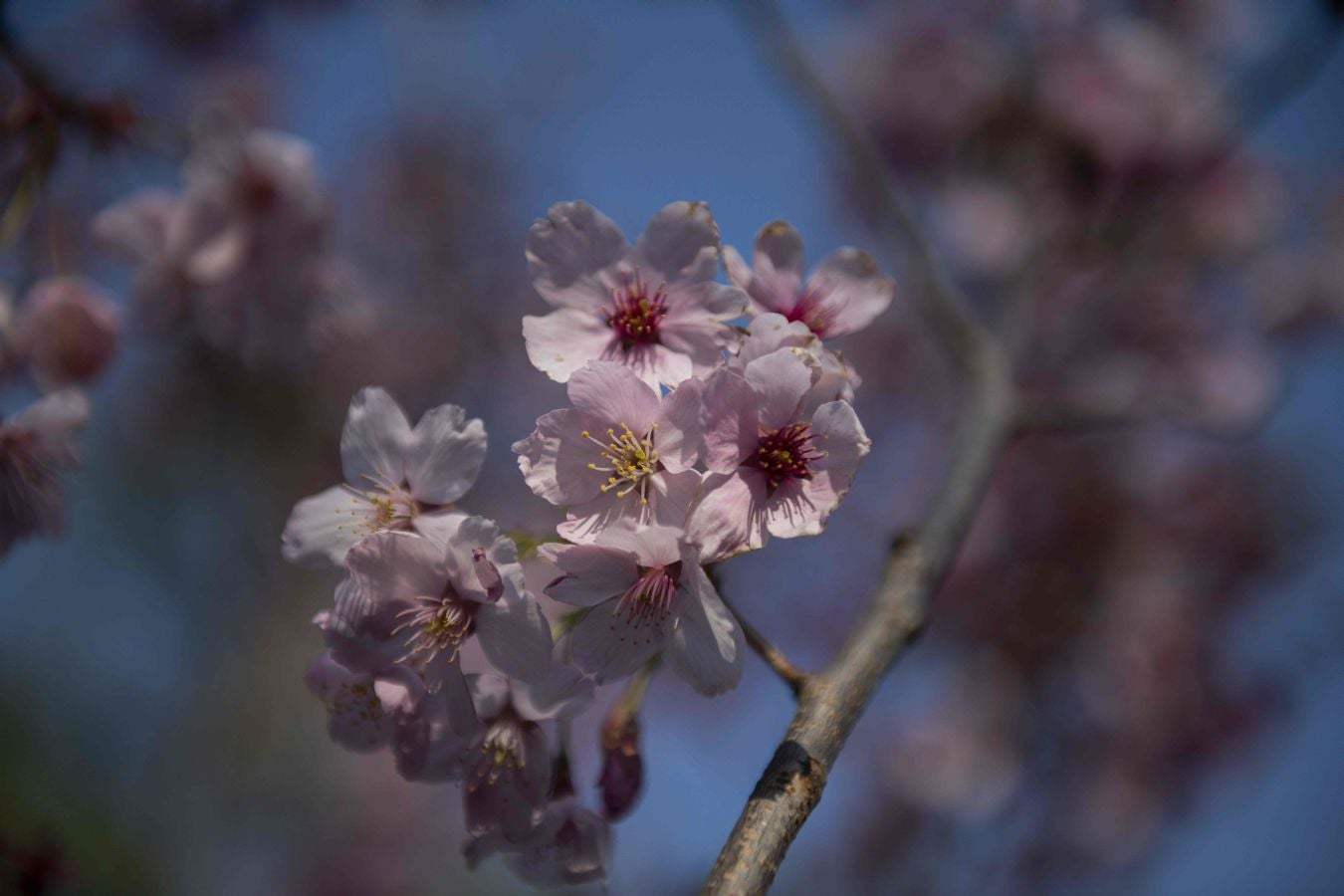 Fotos: Los cerezos comienzan a florecer en China | El Diario Vasco