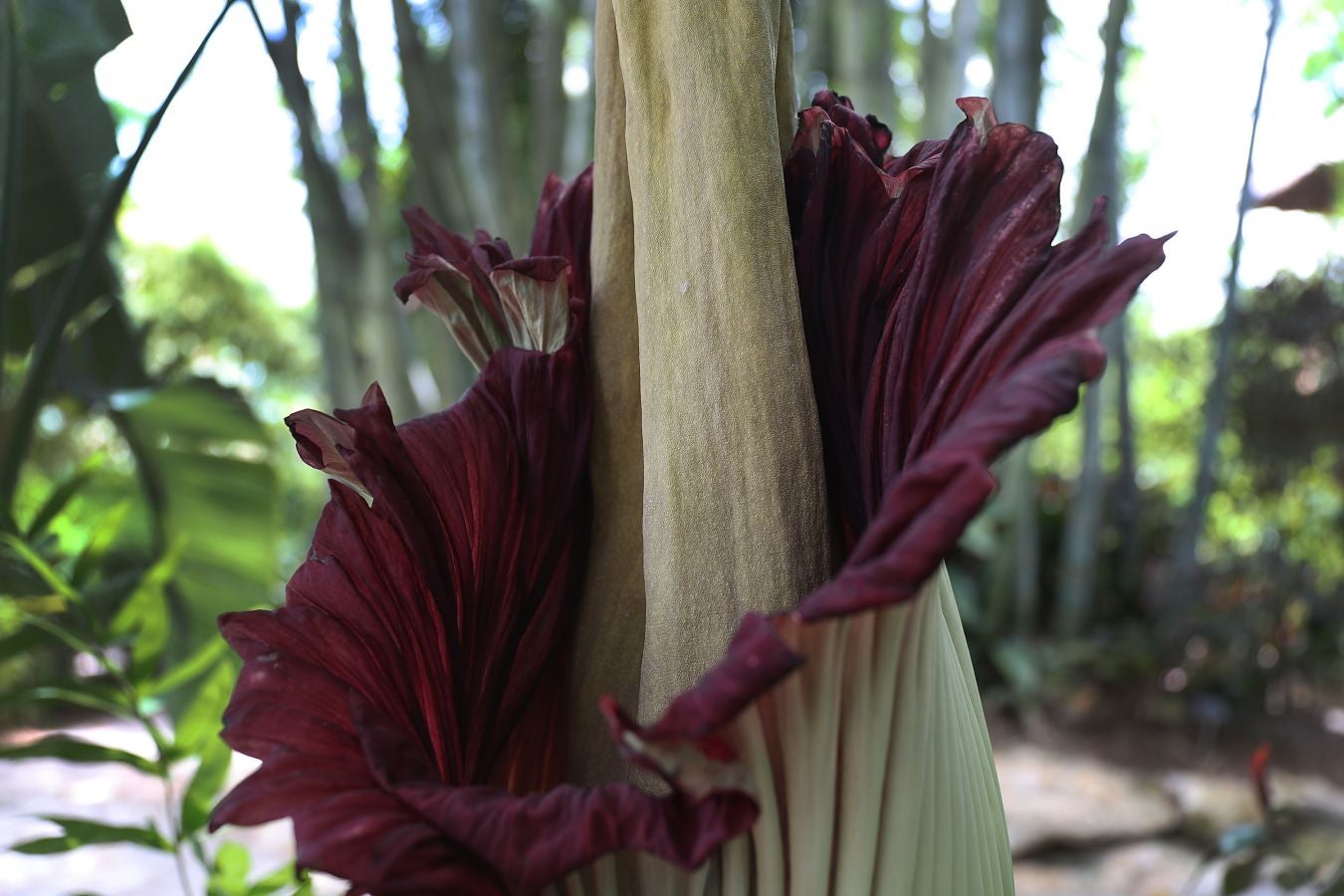 Fotos: Tras siete años, la 'flor cadáver' floreció | El Diario Vasco