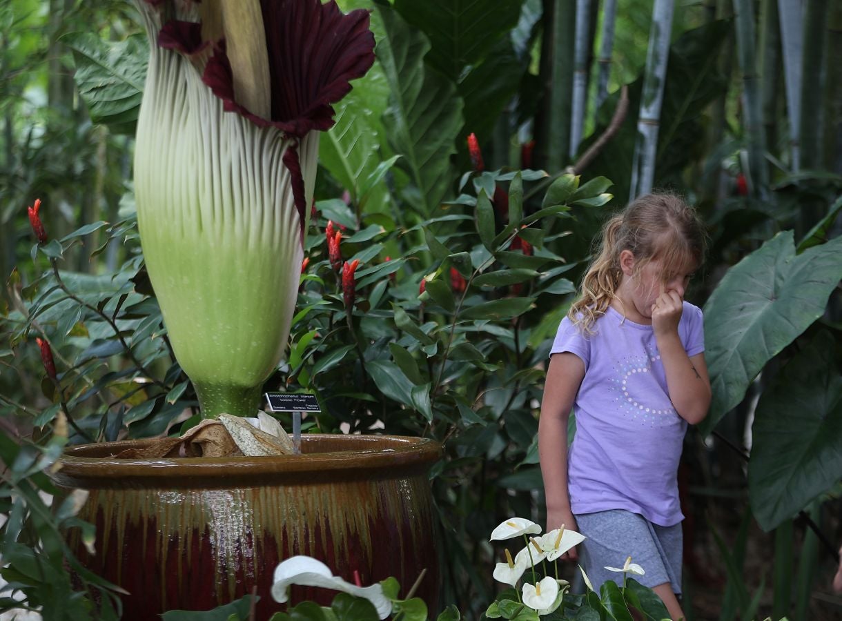 Fotos: Tras siete años, la 'flor cadáver' floreció | El Diario Vasco