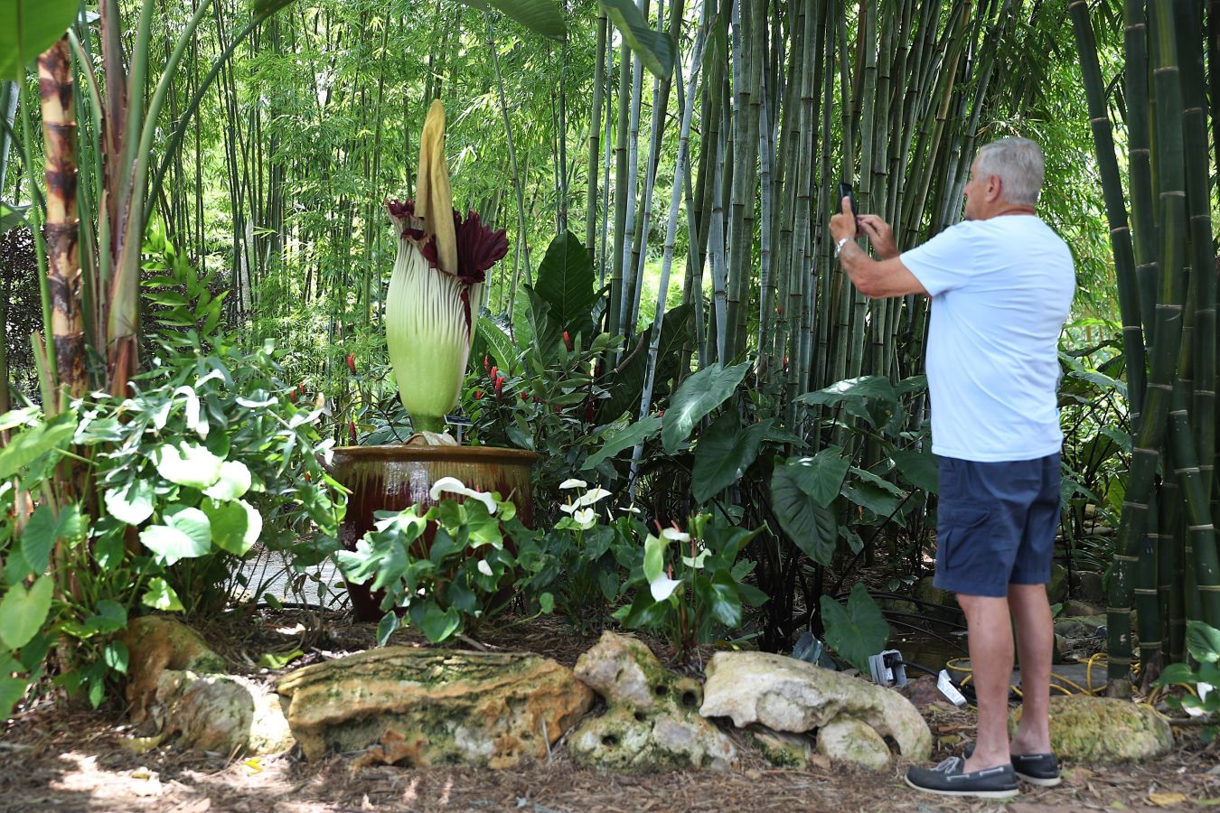 Fotos: Tras siete años, la 'flor cadáver' floreció | El Diario Vasco