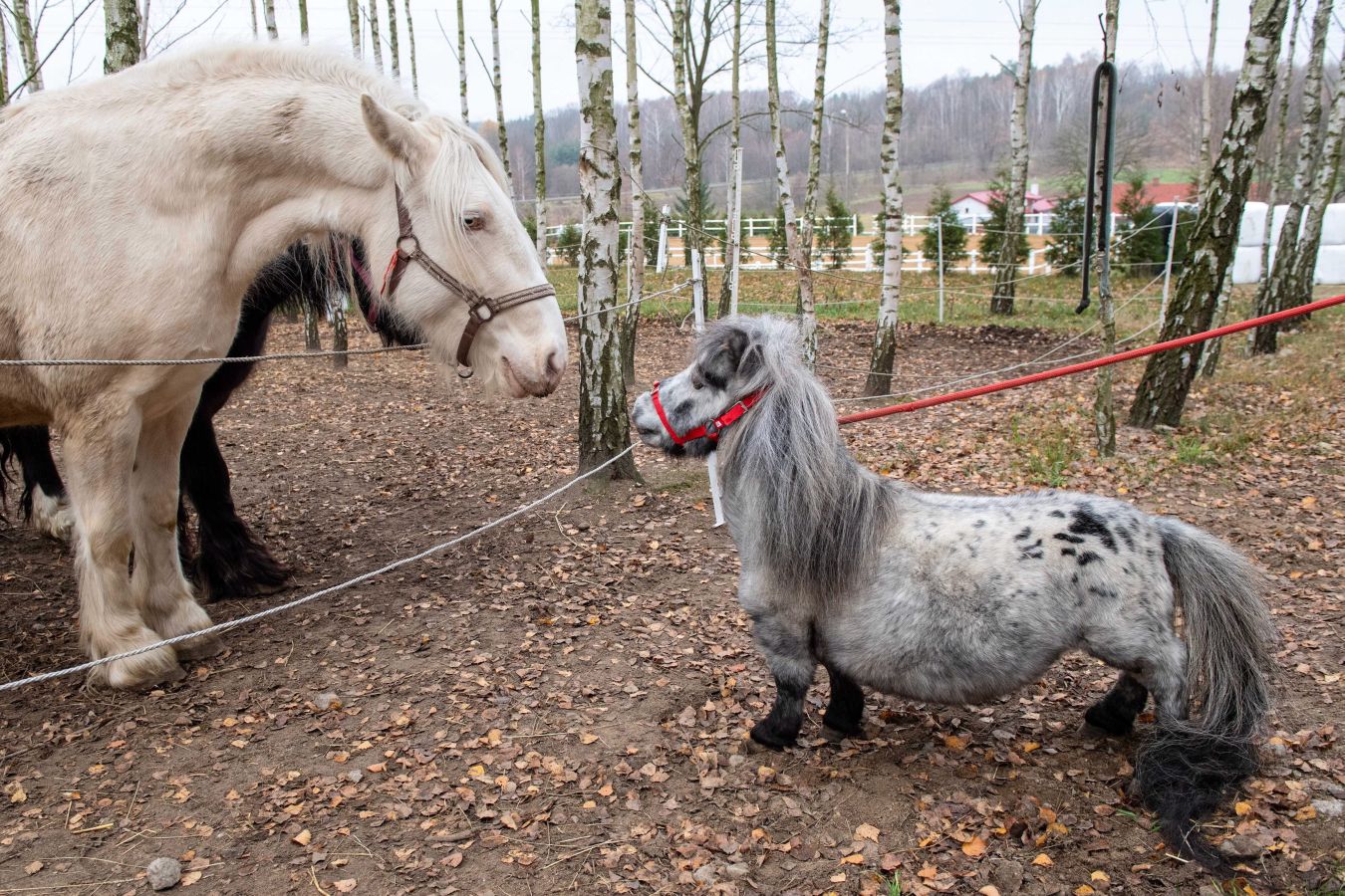 Fotos: El caballo más pequeño del mundo | El Diario Vasco
