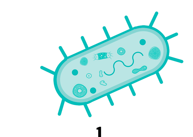 La microbiota | El Diario Vasco
