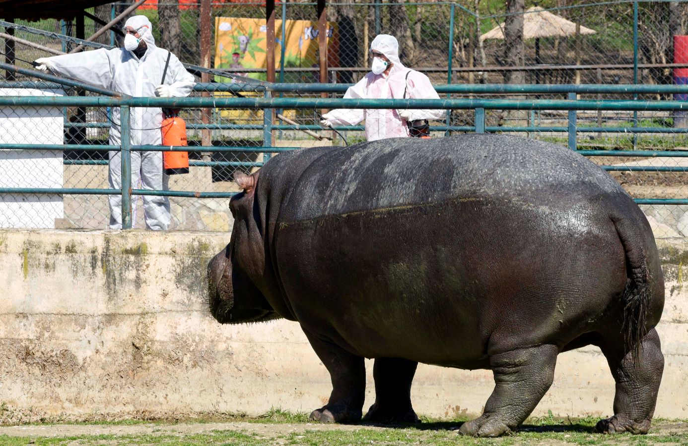 Fotos: Cuarentena en el zoo | El Diario Vasco