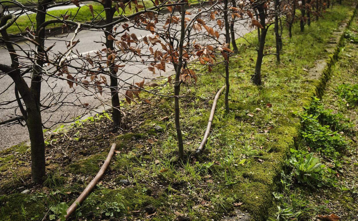 Sistema de riego roto, en Árbol de Gernika | El Diario Vasco