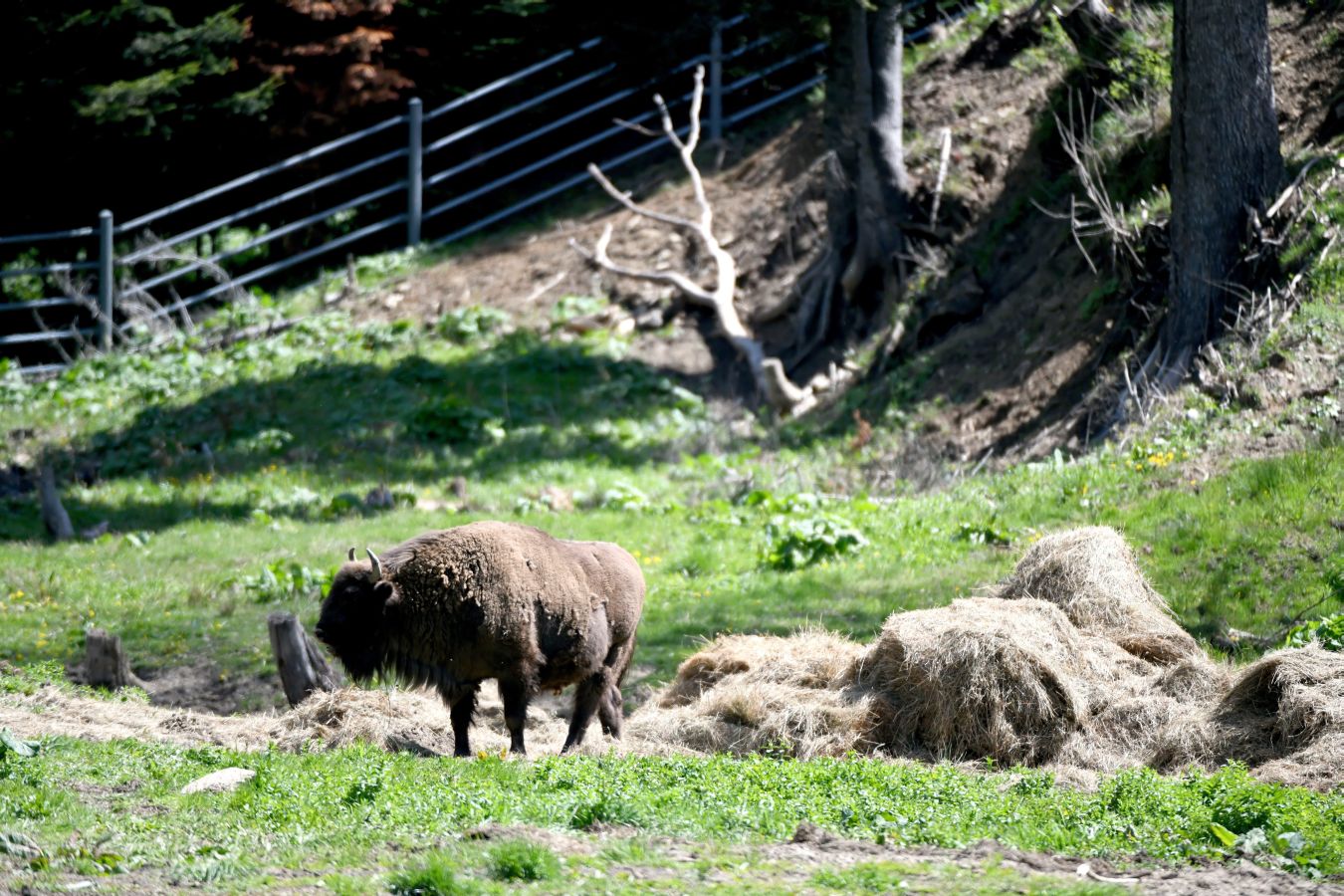 Fotos: El refugio del bisonte | El Diario Vasco