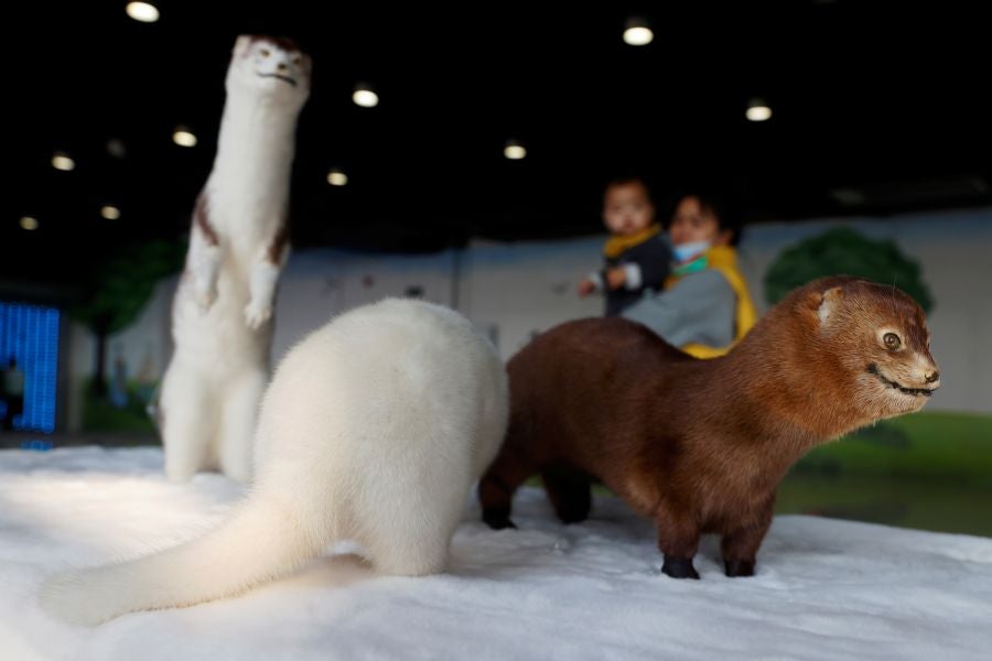 Fotos: El negocio del visón en China | El Diario Vasco