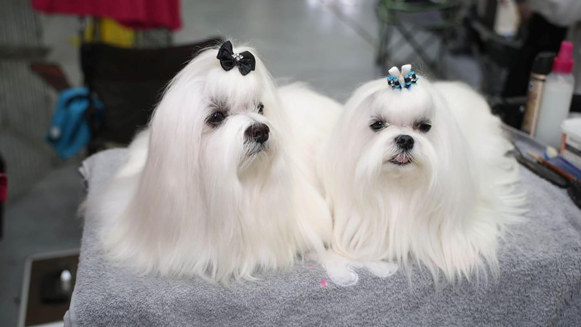 Perros de campeonato | El Diario Vasco