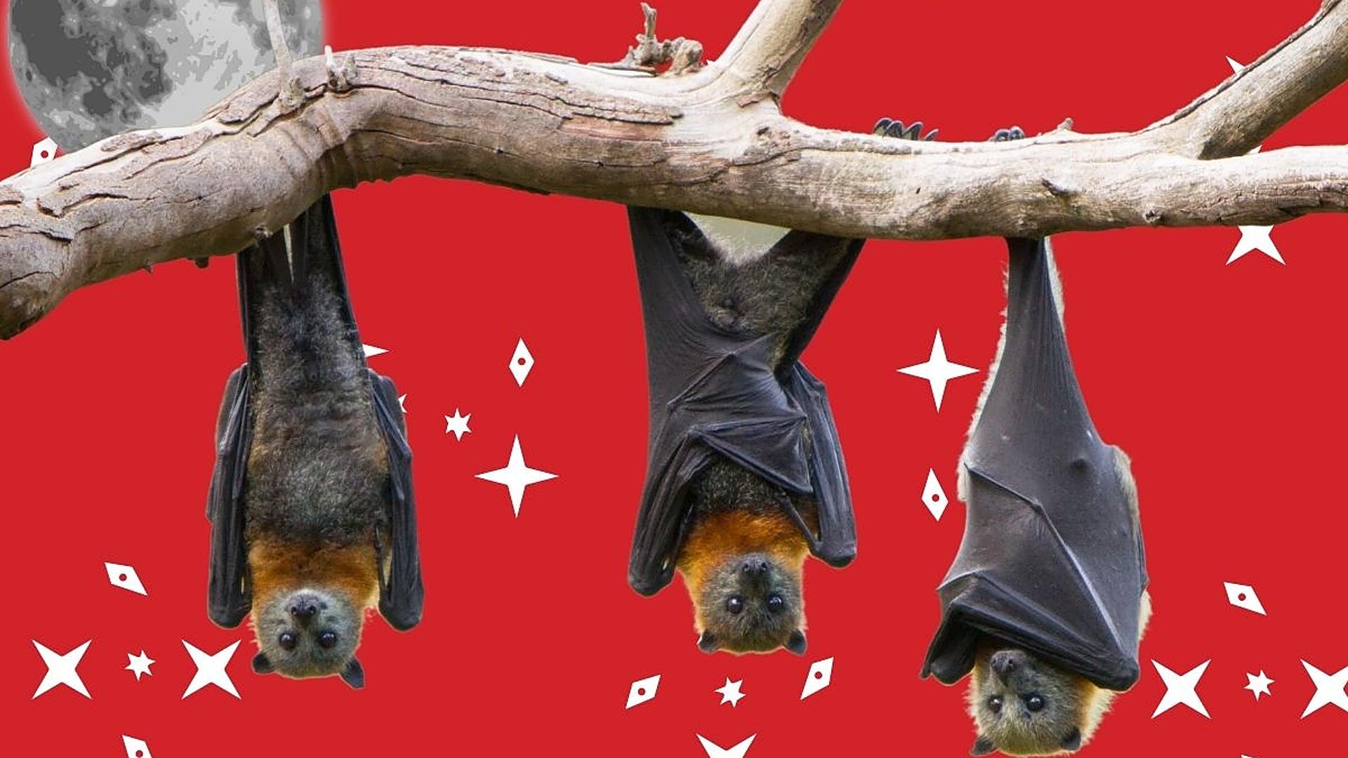 Así son los temidos, necesarios y desconocidos murciélagos vascos | El ...