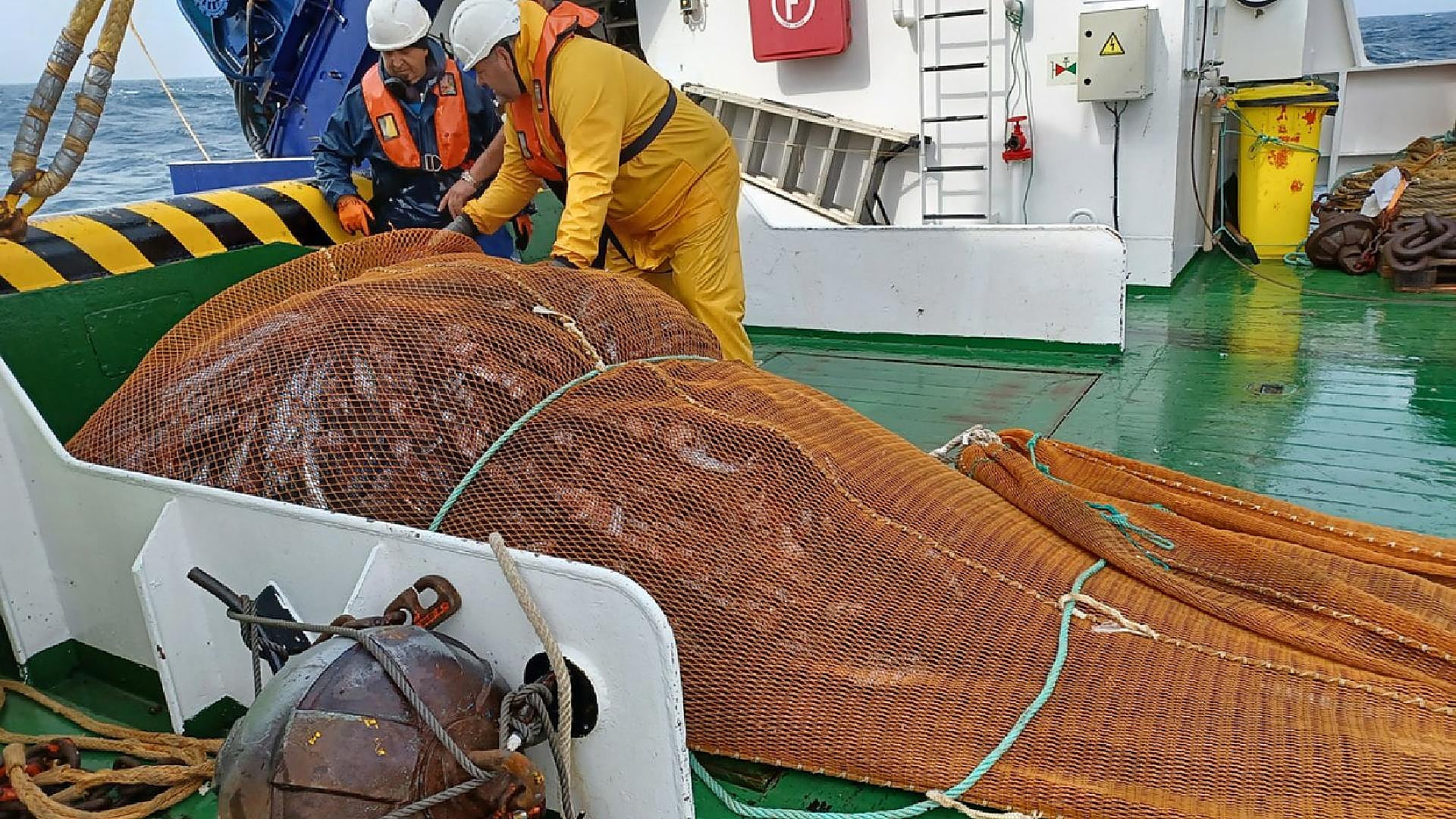 Pasaia: Azti descubre cómo se adaptan el verdel y el chicharro al ...