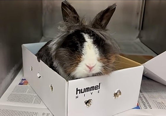 La Protectora de Animales denuncia el abandono de un conejo vivo en un ...