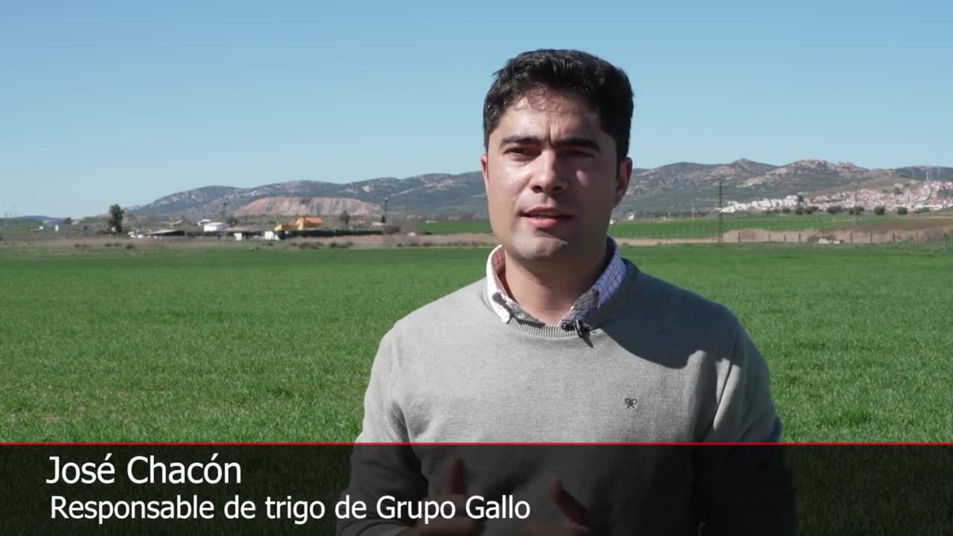 Grupo Gallo y Fertiberia fomentan el cultivo de trigo duro con ...