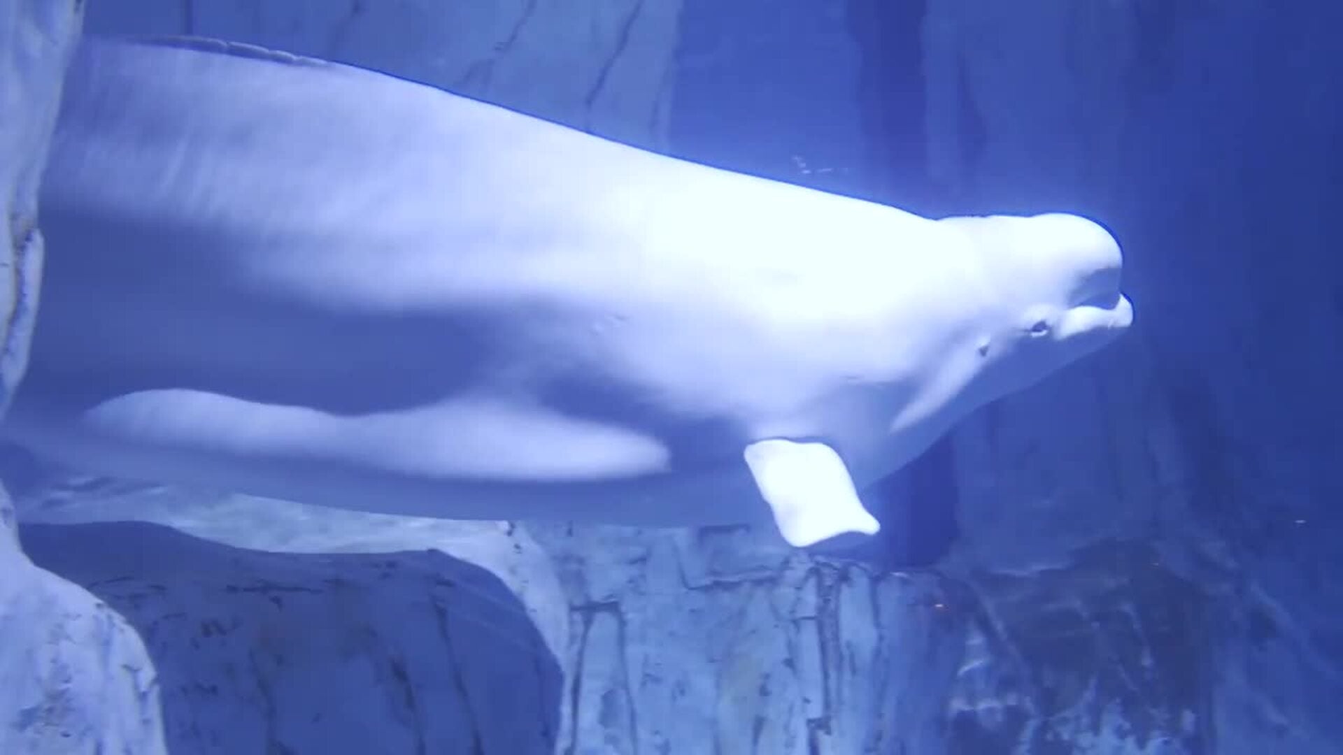 Las belugas rescatadas de Ucrania recuperan la normalidad tras un ...