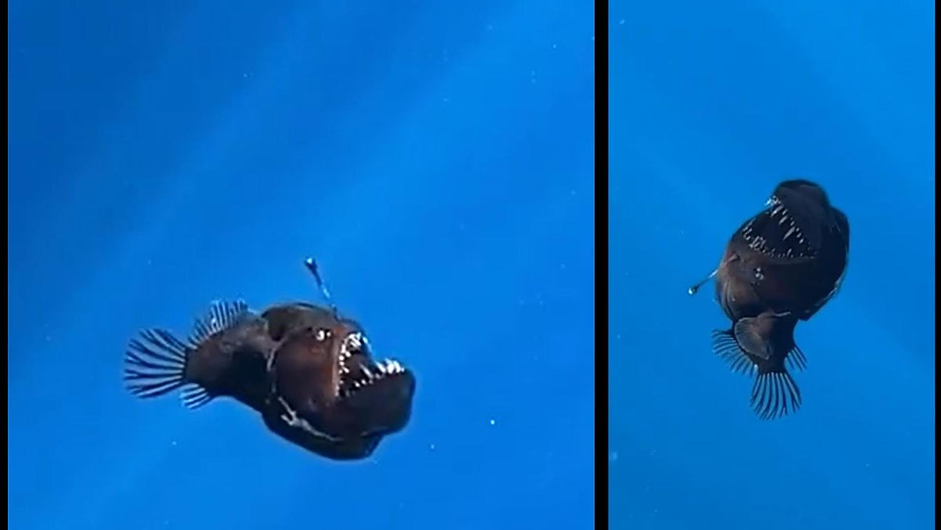 La aparición de un rape abisal en Tenerife plantea un reto científico ...