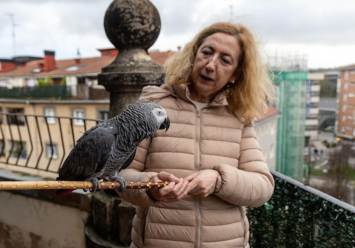 Piden ayuda para encontrar a Berritxu, el loro de San Sebastián con ...