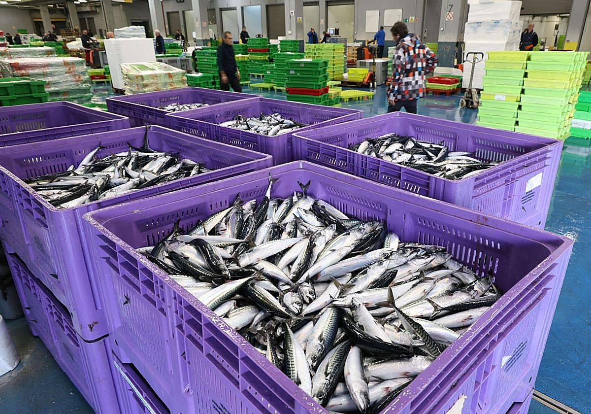 Euskadi pide a la UE mayor control en la pesca del verdel: Noruega ...