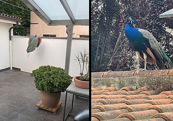 Dos pavos reales okupan una casa de Egia: «Llevan toda la tarde» | El ...