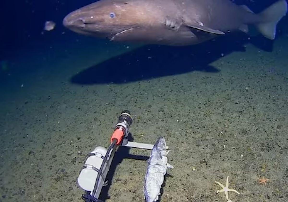 El avistamiento de un tiburón en la Antártida pone patas arribas una ...