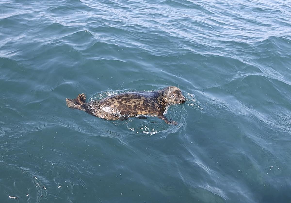 La foca que apareció varada en Zarautz en Navidad vuelve al mar tras ...