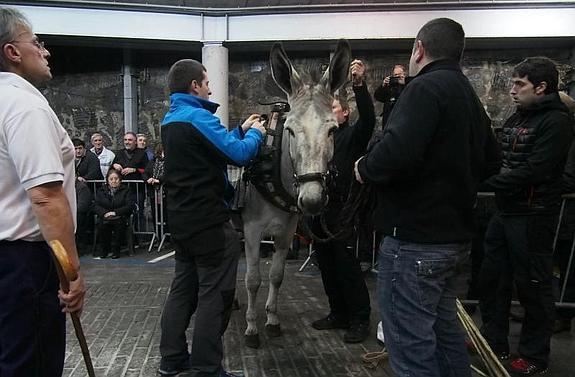 El probadero de Sigma acoge este viernes un desafío con cuatro burros ...
