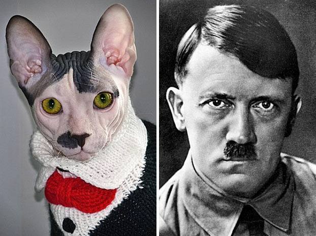 El gato que se parece a Hitler | El Comercio: Diario de Asturias