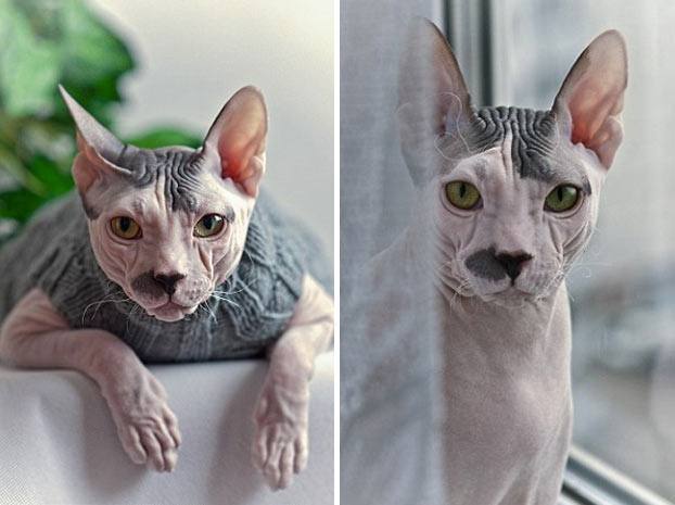 El gato que se parece a Hitler | El Comercio: Diario de Asturias