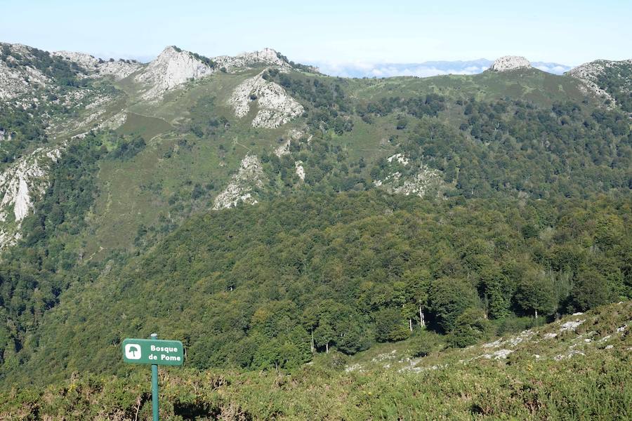 Fotos: Diez bosques para perderse en Asturias | El Comercio: Diario de ...