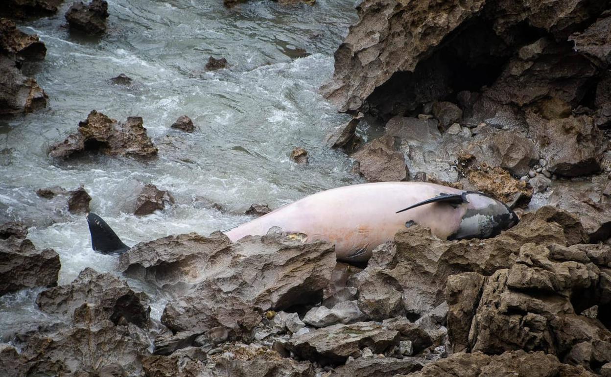 Aparece muerto un calderón en una playa de Llanes | El Comercio: Diario ...