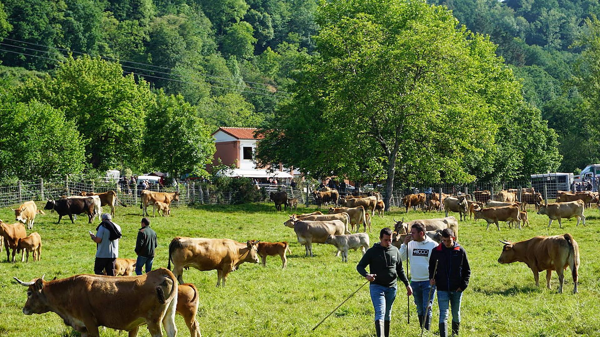 La sequía mengua las ventas en la Feriona de Corao, con precios ...