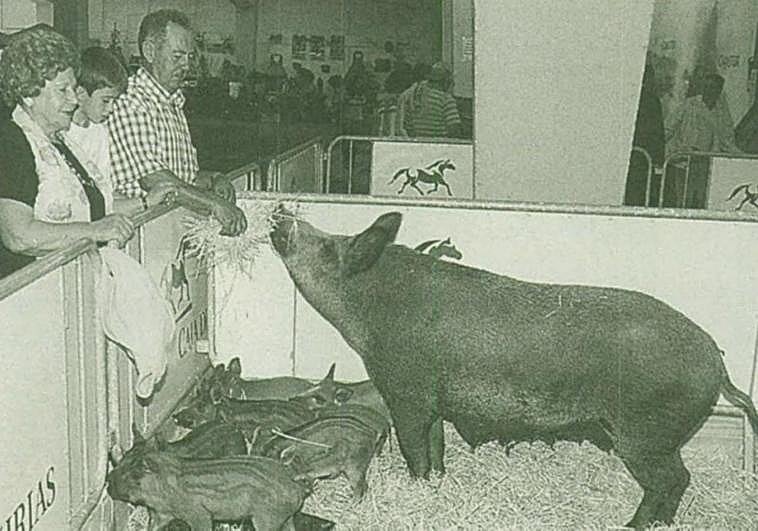 Cerdolí a la fuga en Agropec | El Comercio: Diario de Asturias