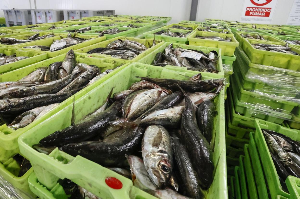 El bocarte, el chicharro y la xarda hacen caer la pesca subastada en la ...
