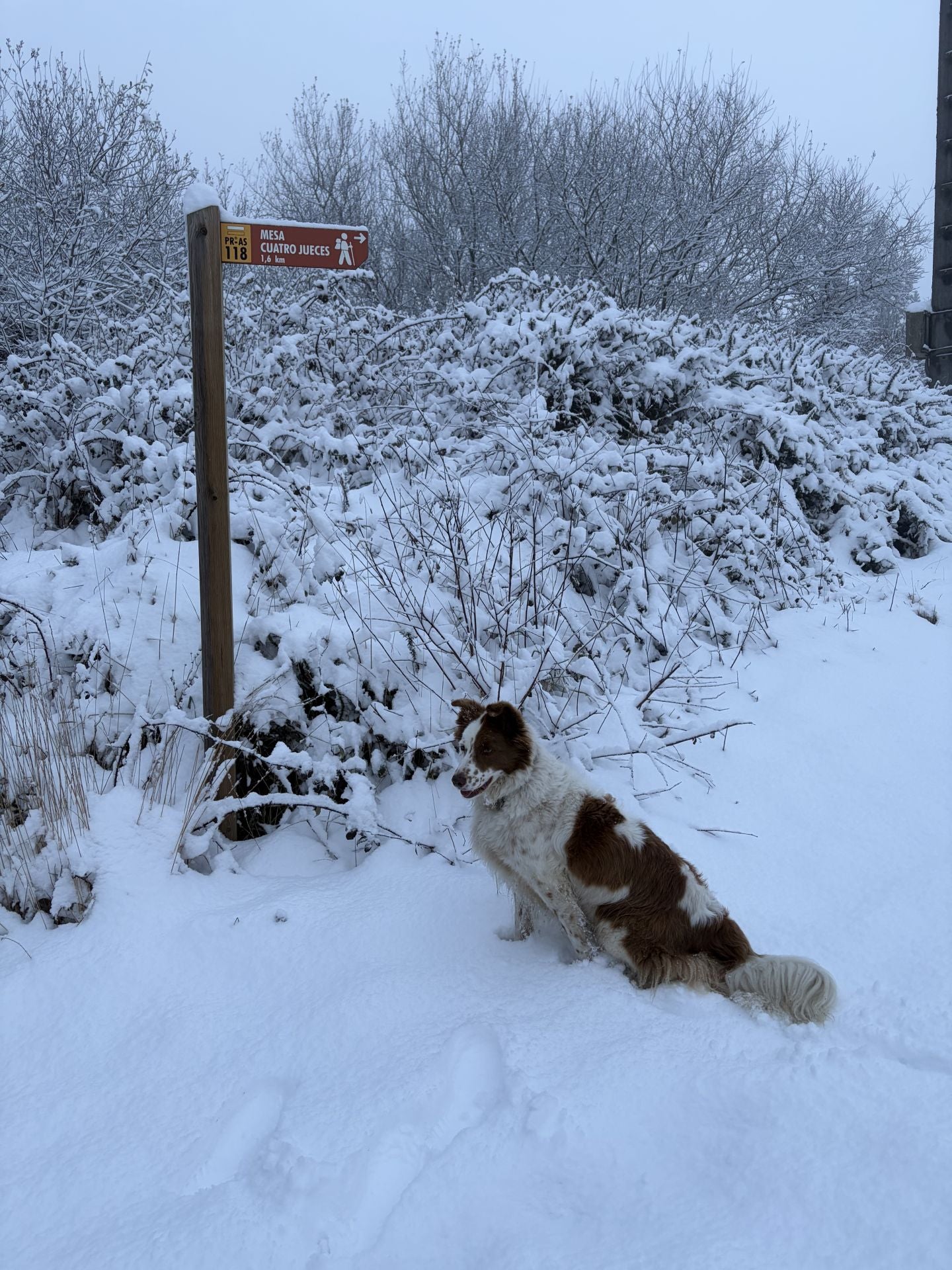Asturias, bajo la nieve: las fotos que deja la borrasca 'Francis' | El ...
